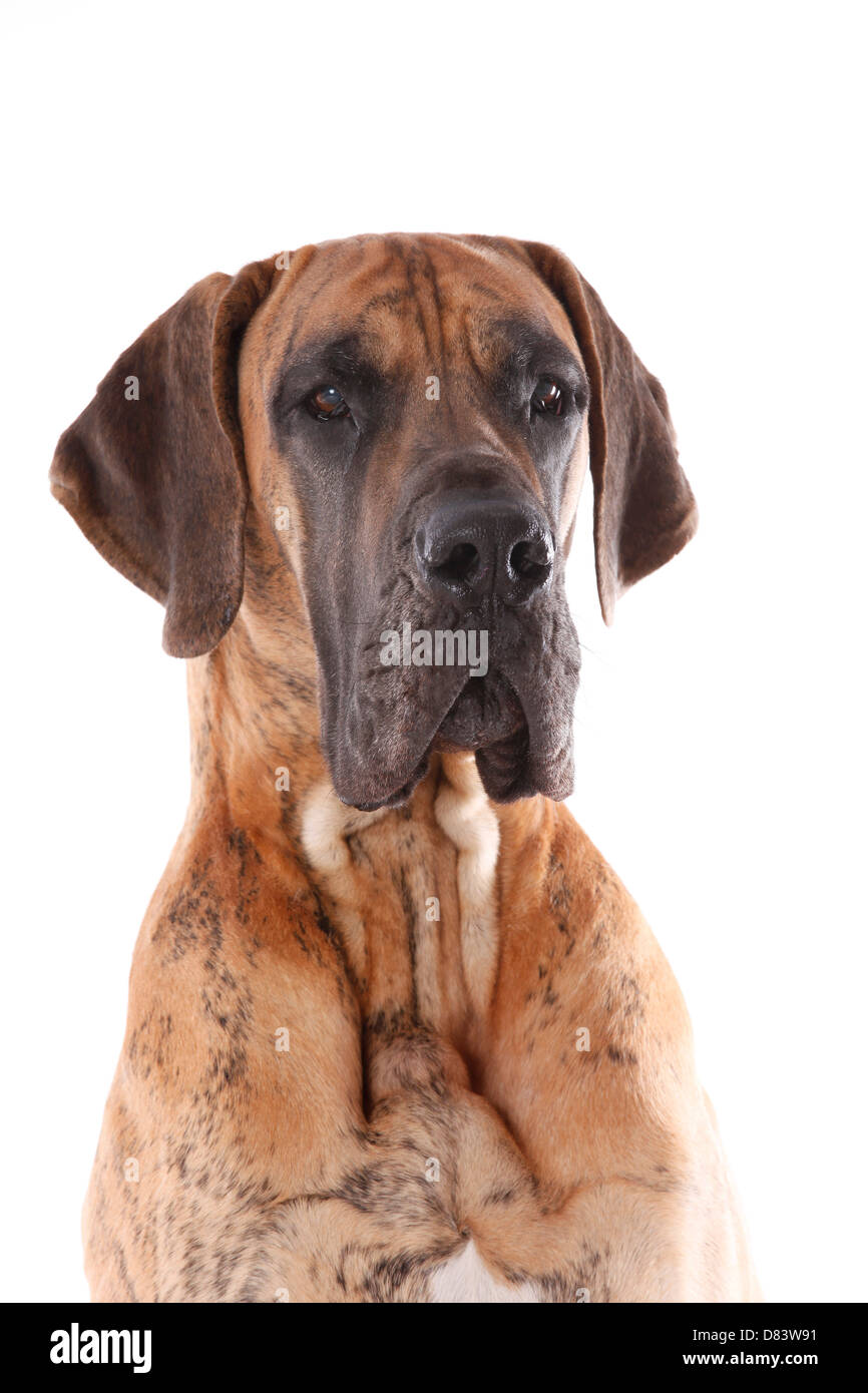 Great Dane Portrait Stock Photo - Alamy
