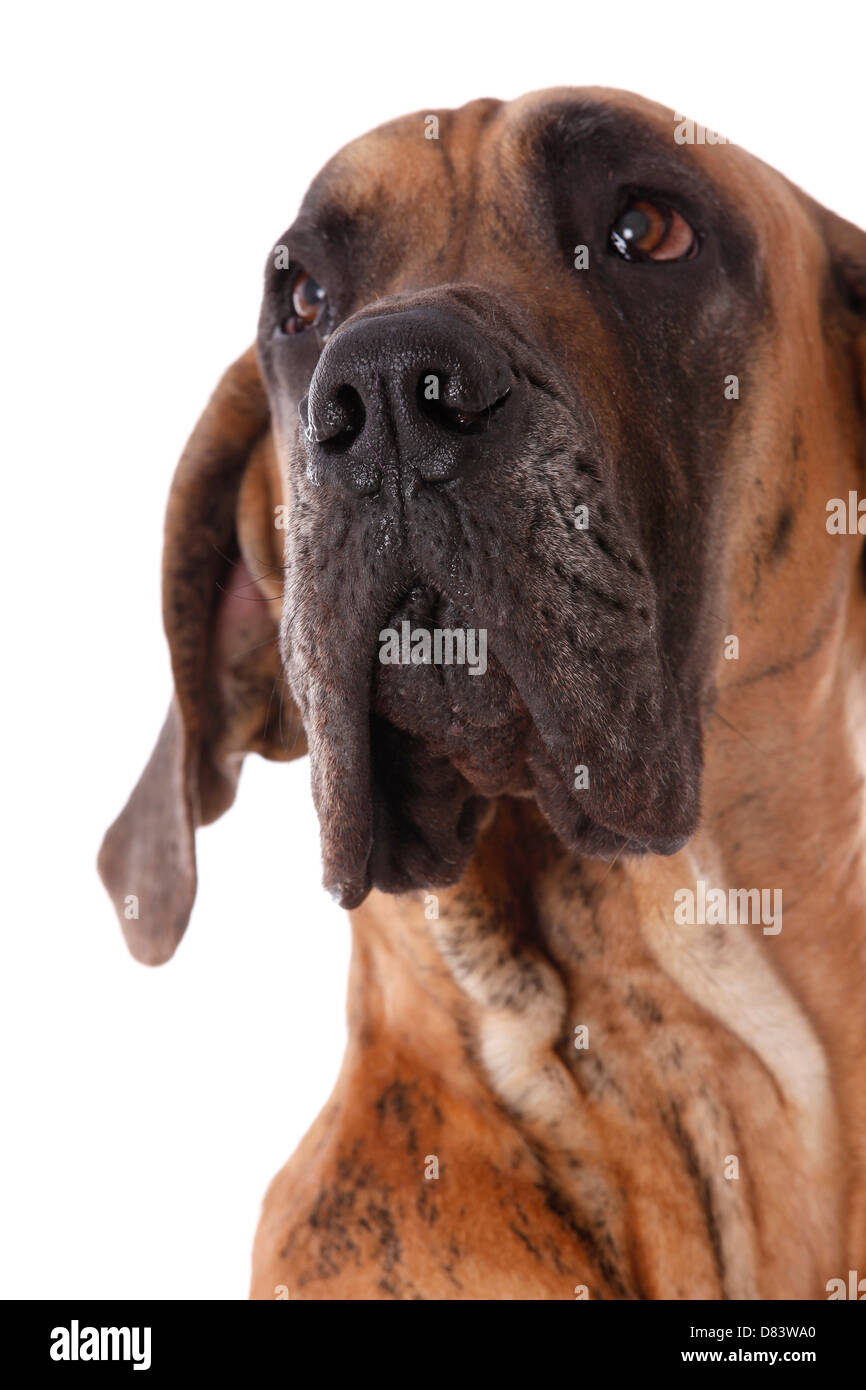 Great Dane Portrait Stock Photo - Alamy