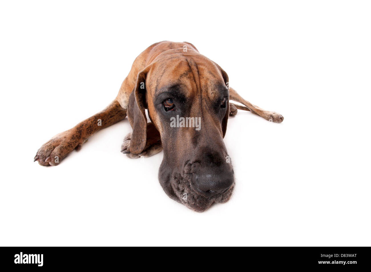 Pedigree great dane dog Cut Out Stock Images & Pictures - Alamy