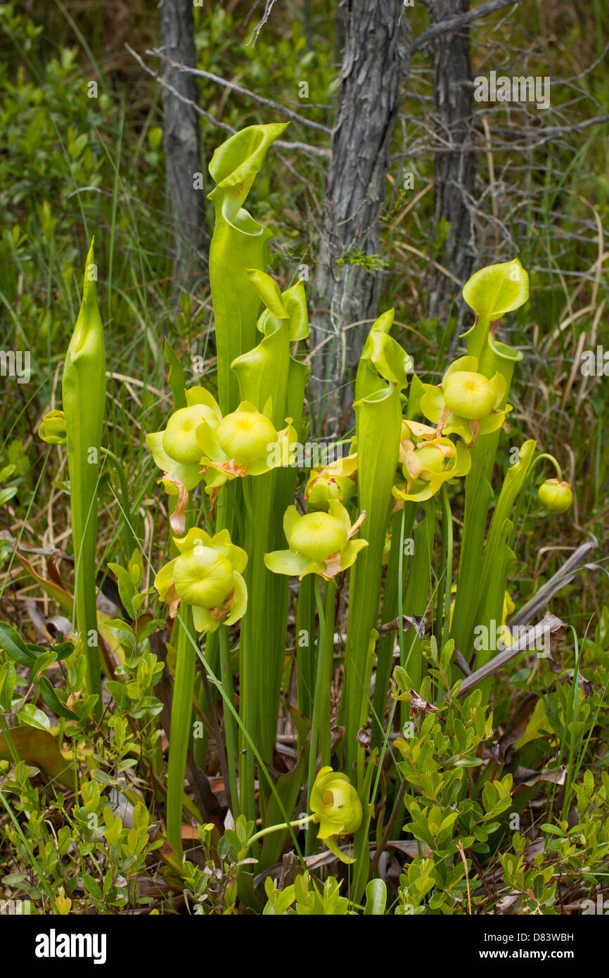 Yellow pitcher plant - Sarracenia flava Stock Photo - Alamy