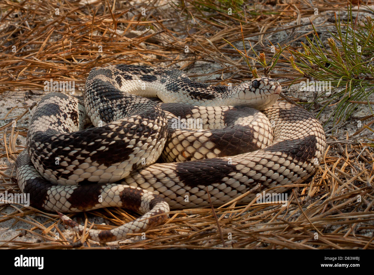 Coiled northern pine snake - Pituophis melanoleucus Stock Photo - Alamy