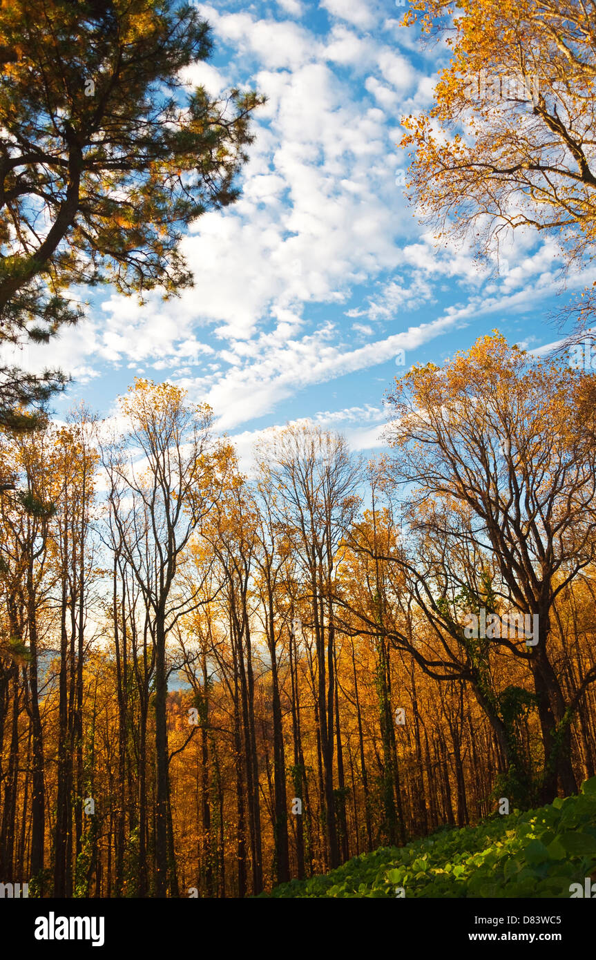 Golden autumn foliage - Hickory Trees in the mountains of North ...