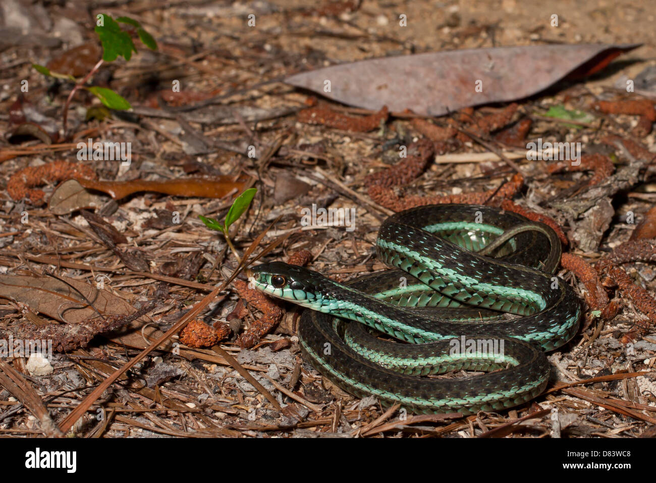 Blue stripe garter snake hi-res stock photography and images - Alamy