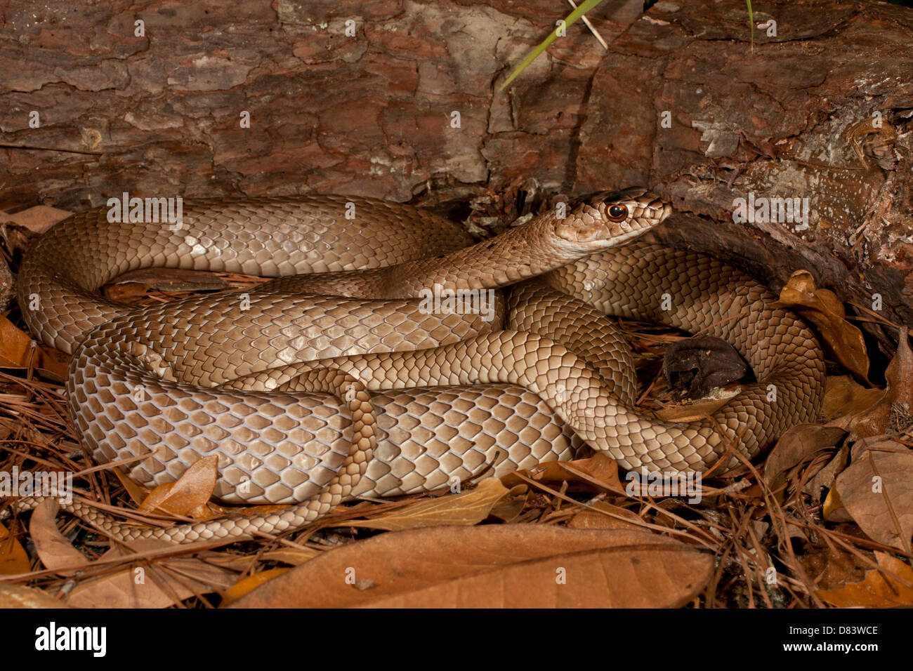 Coachwhip snake - Masticophis flagellum Stock Photo - Alamy