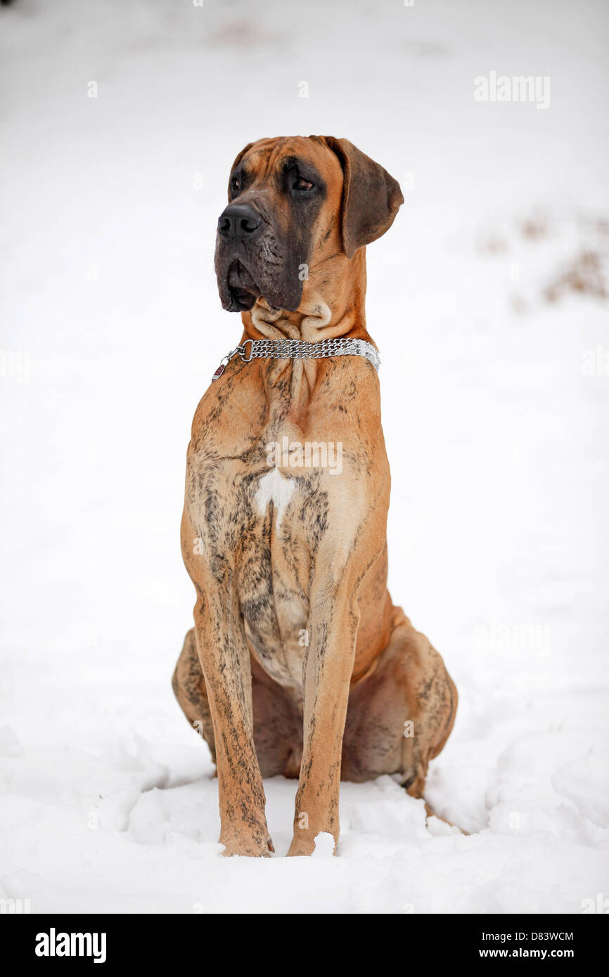 sitting great dane Stock Photo - Alamy
