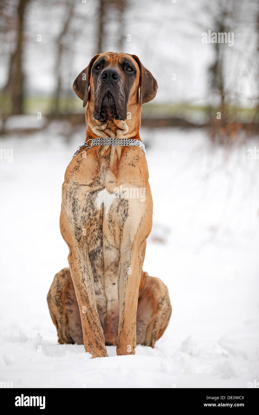 sitting great dane Stock Photo - Alamy