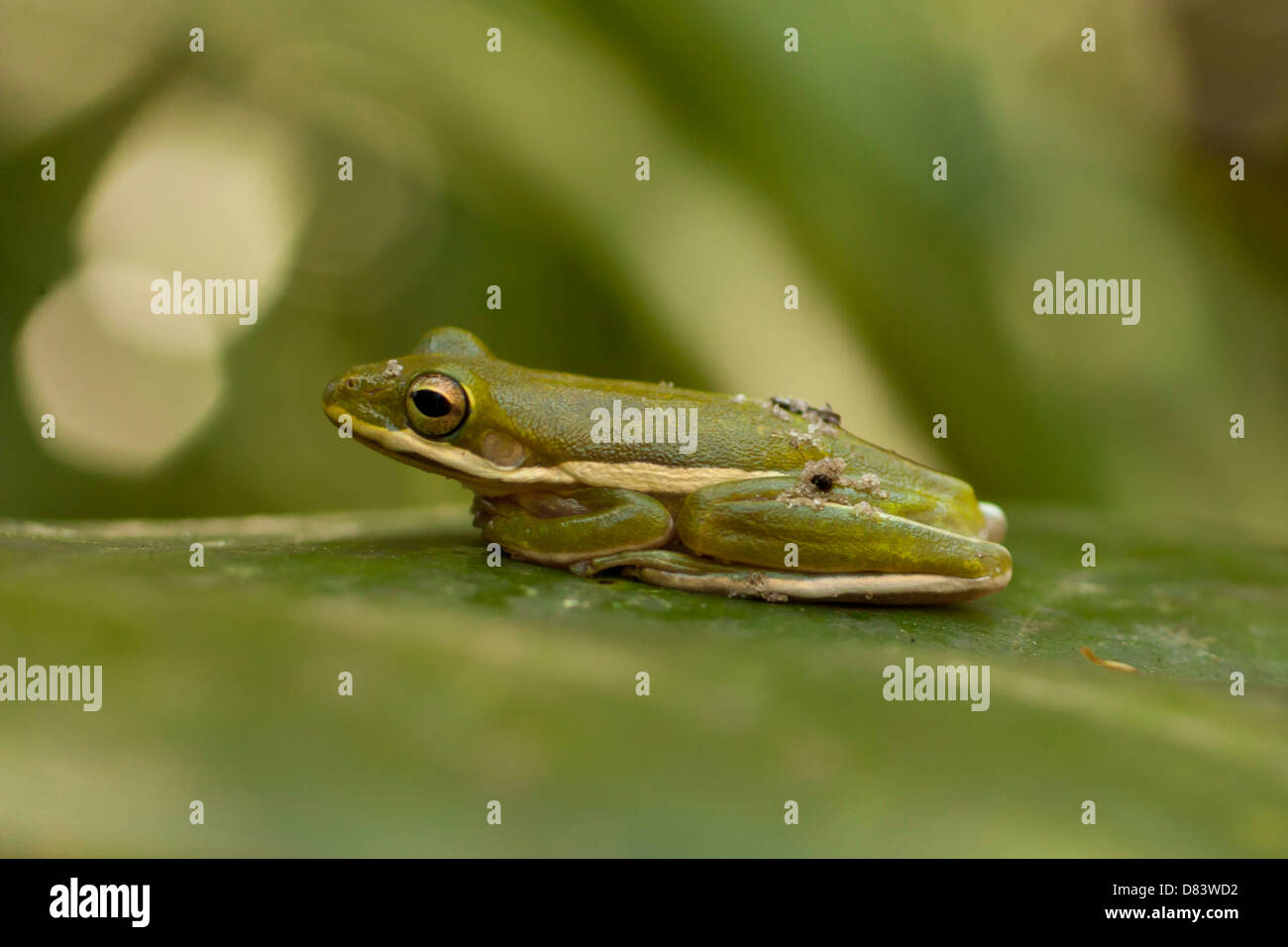 Green tree frog - Hyla cinerea perched on a leaf Stock Photo - Alamy