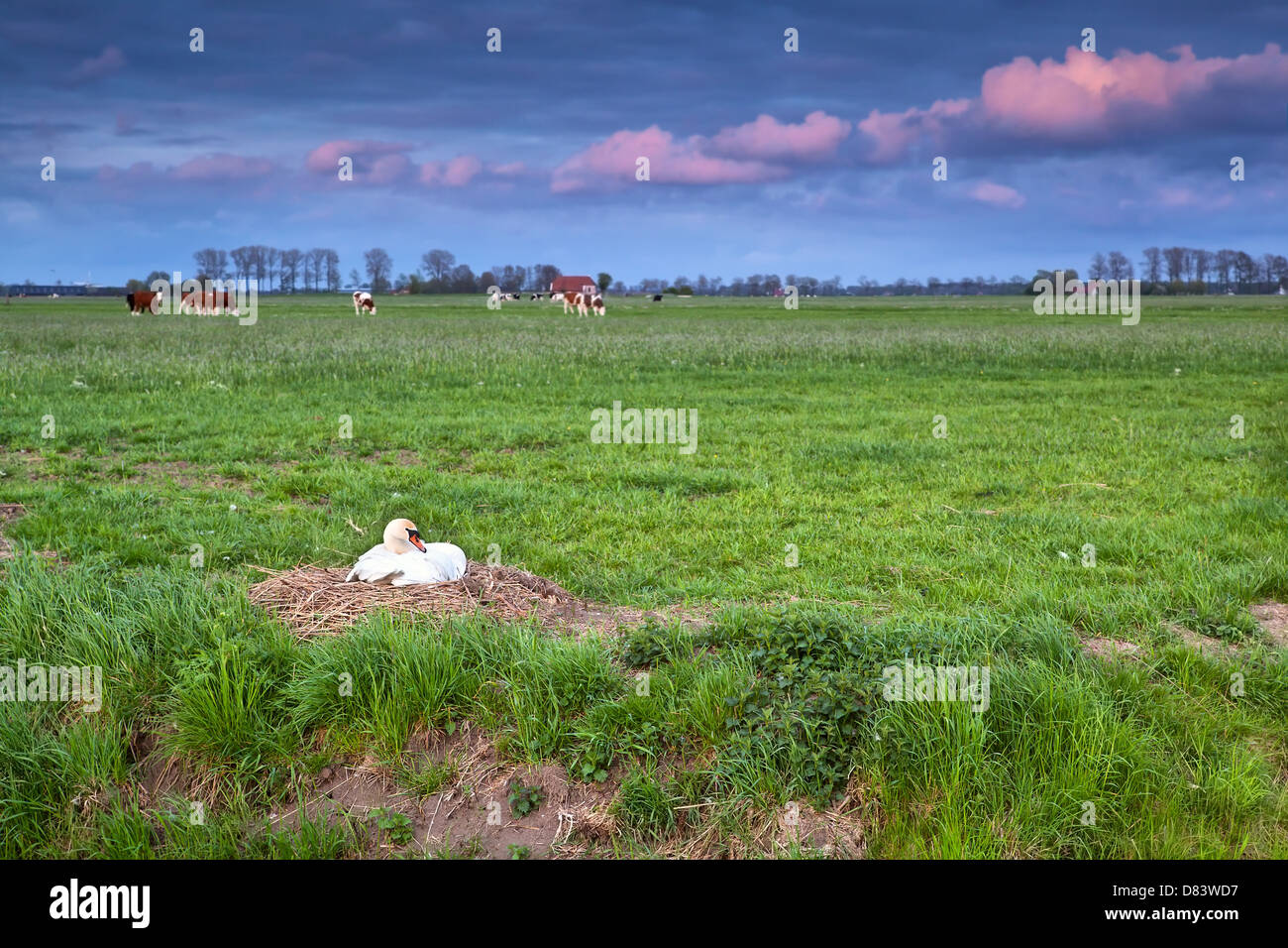 white swan on nest in dutch farmland at sunset Stock Photo - Alamy