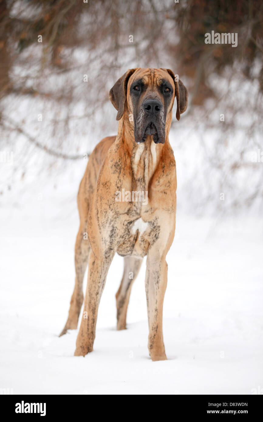 Great dane dog stand hi-res stock photography and images - Alamy