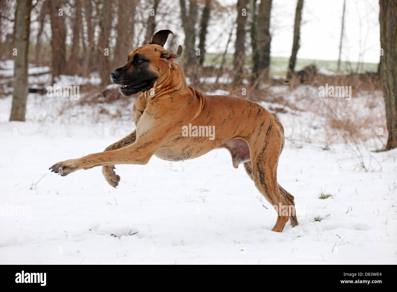 Big dog run hi-res stock photography and images - Alamy