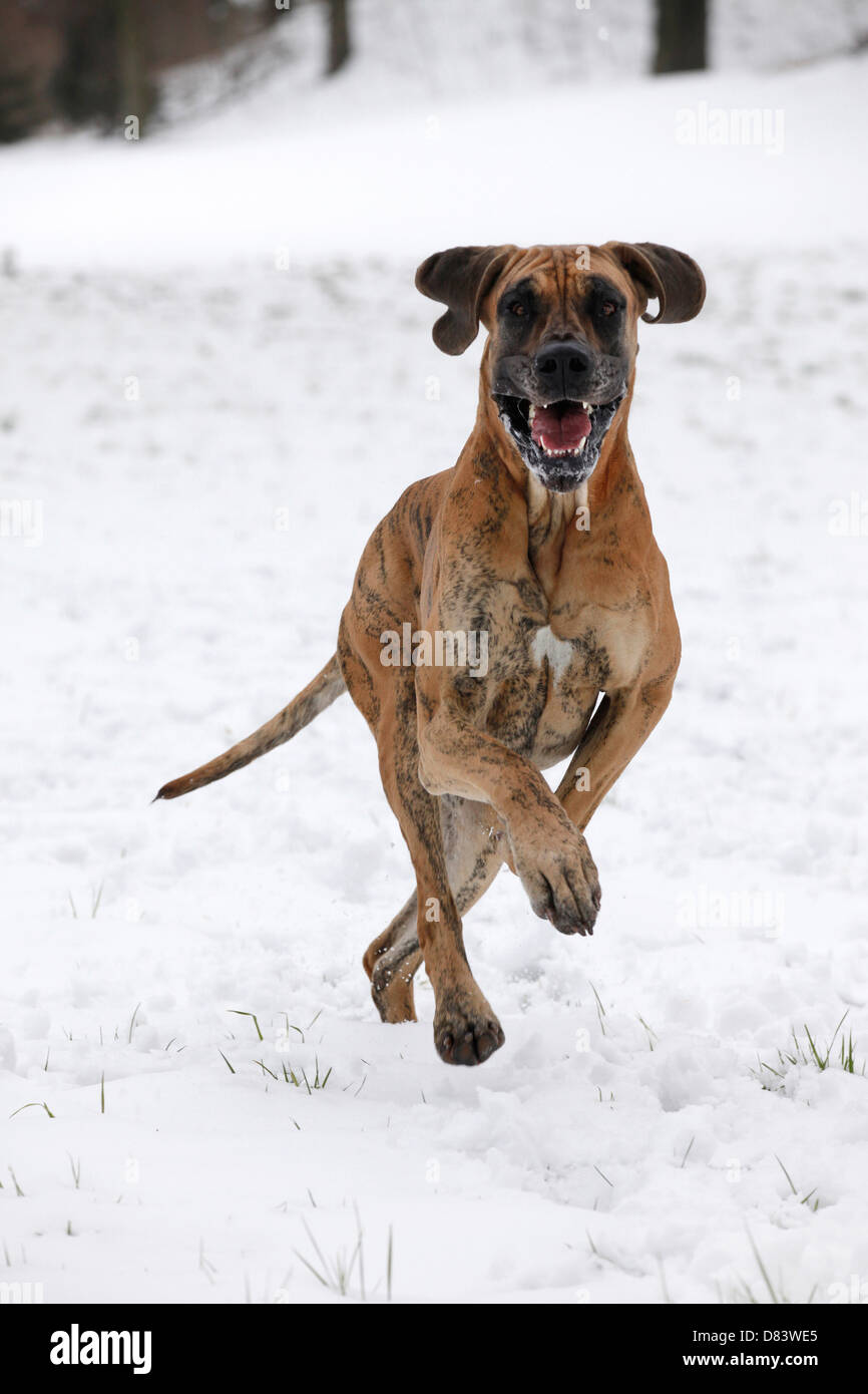 Run with the big dogs hi-res stock photography and images - Alamy