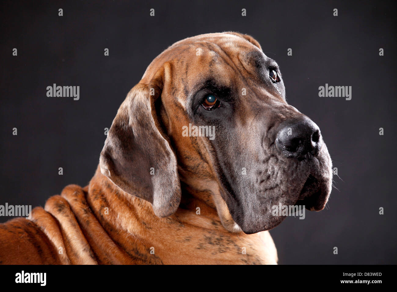Great Dane Portrait Stock Photo - Alamy