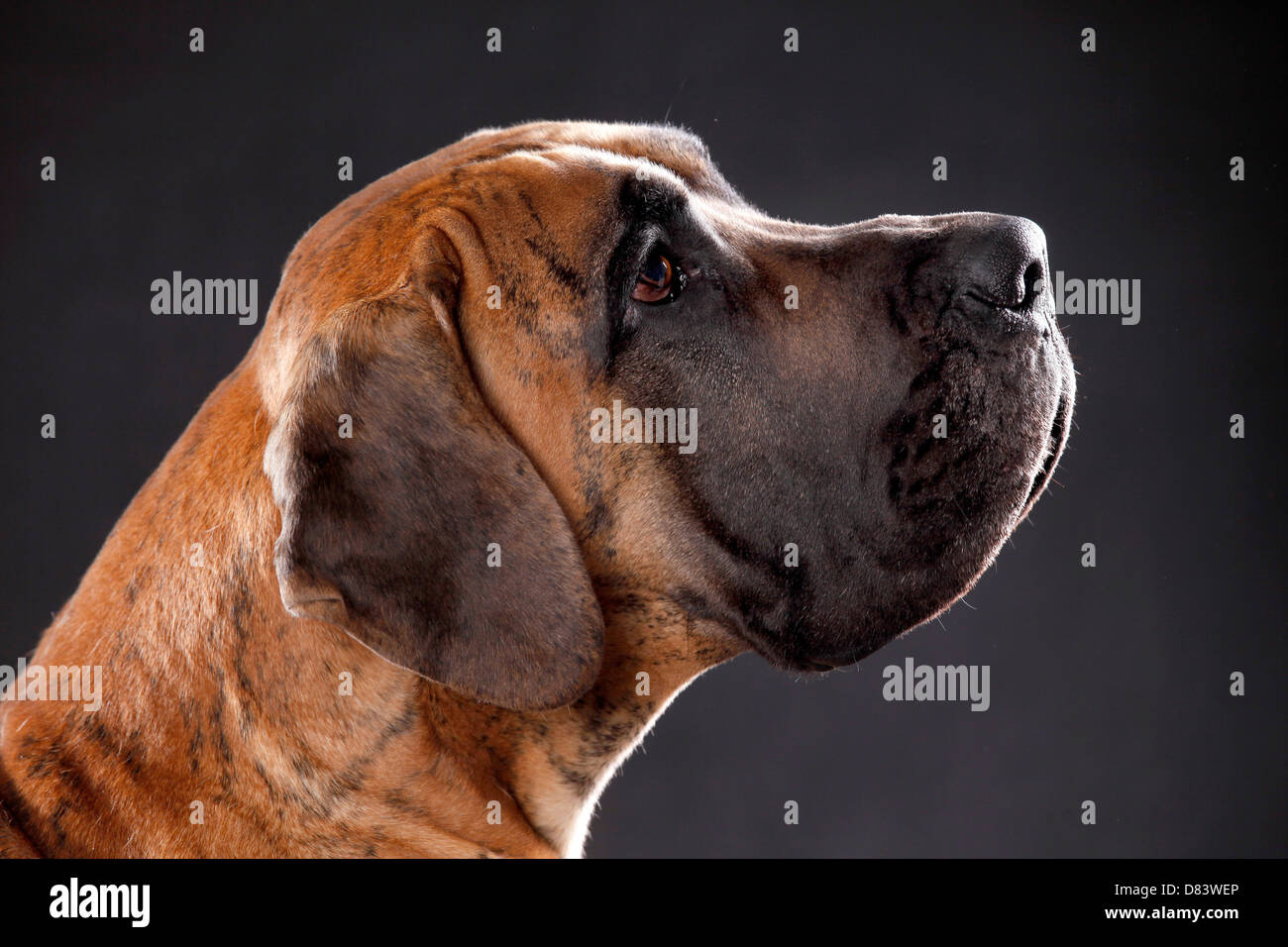 Great Dane Portrait Stock Photo - Alamy