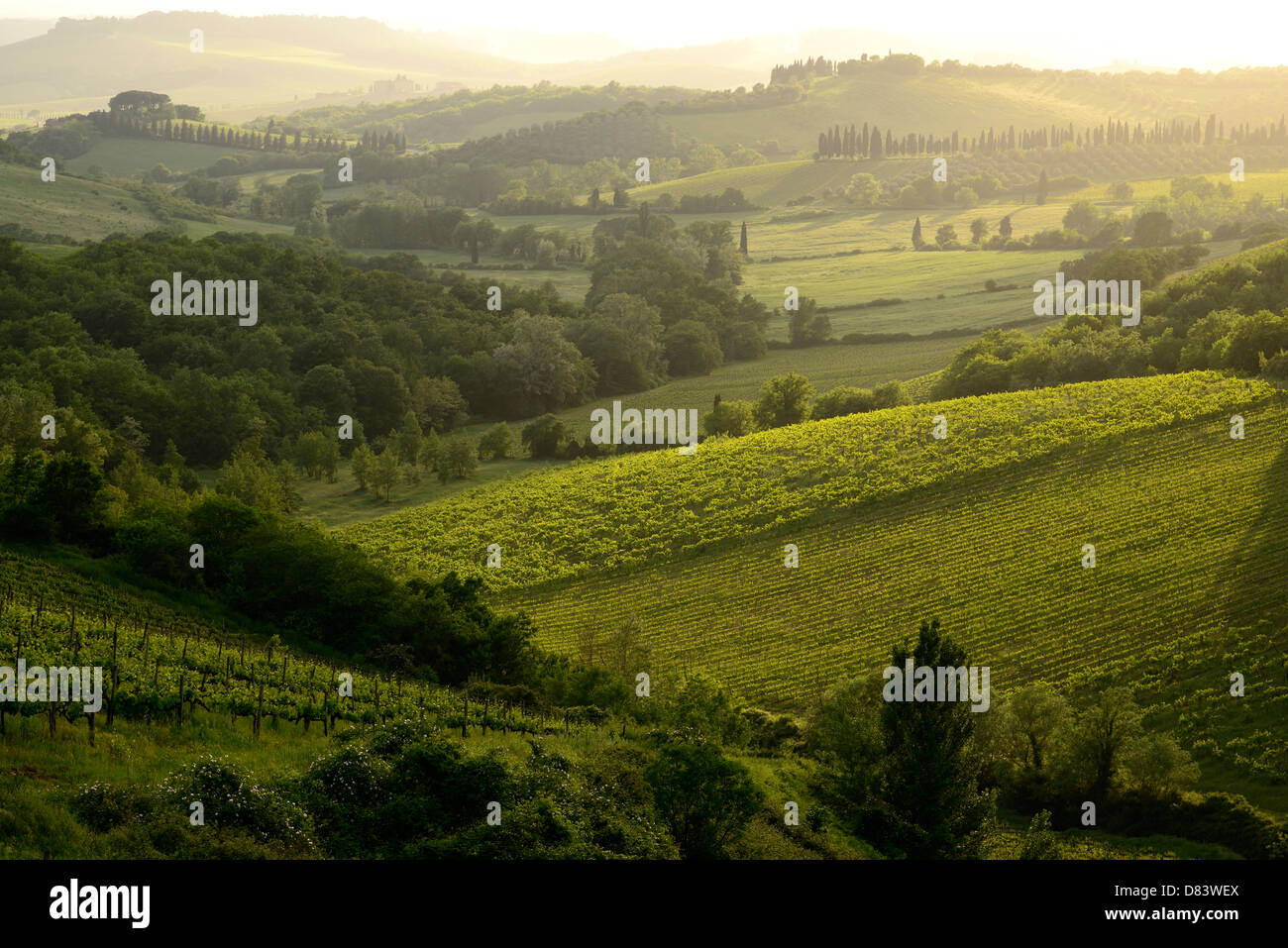 Chianti vineyard landscape in Tuscany, Italy Stock Photo - Alamy