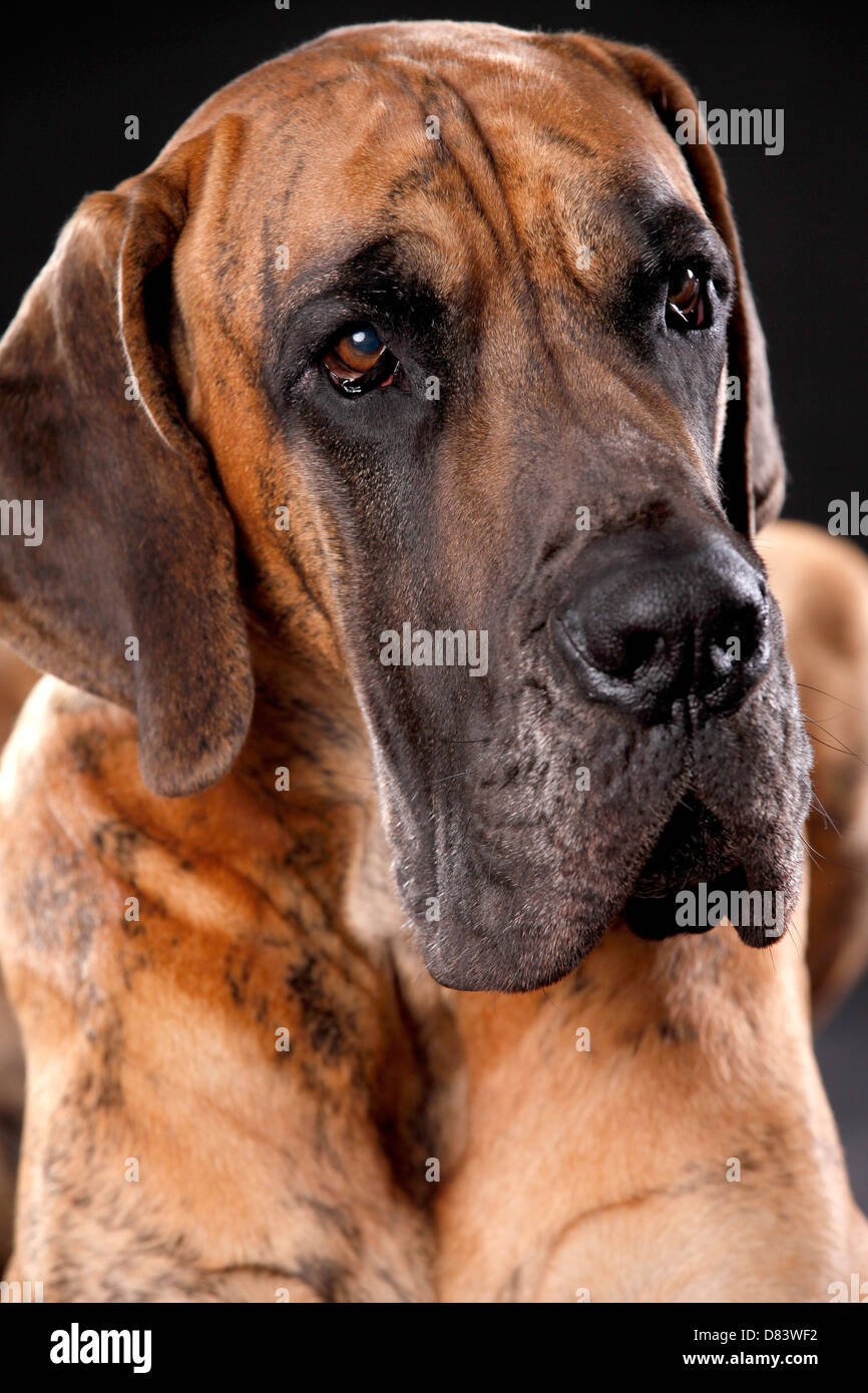 Great Dane Portrait Stock Photo - Alamy