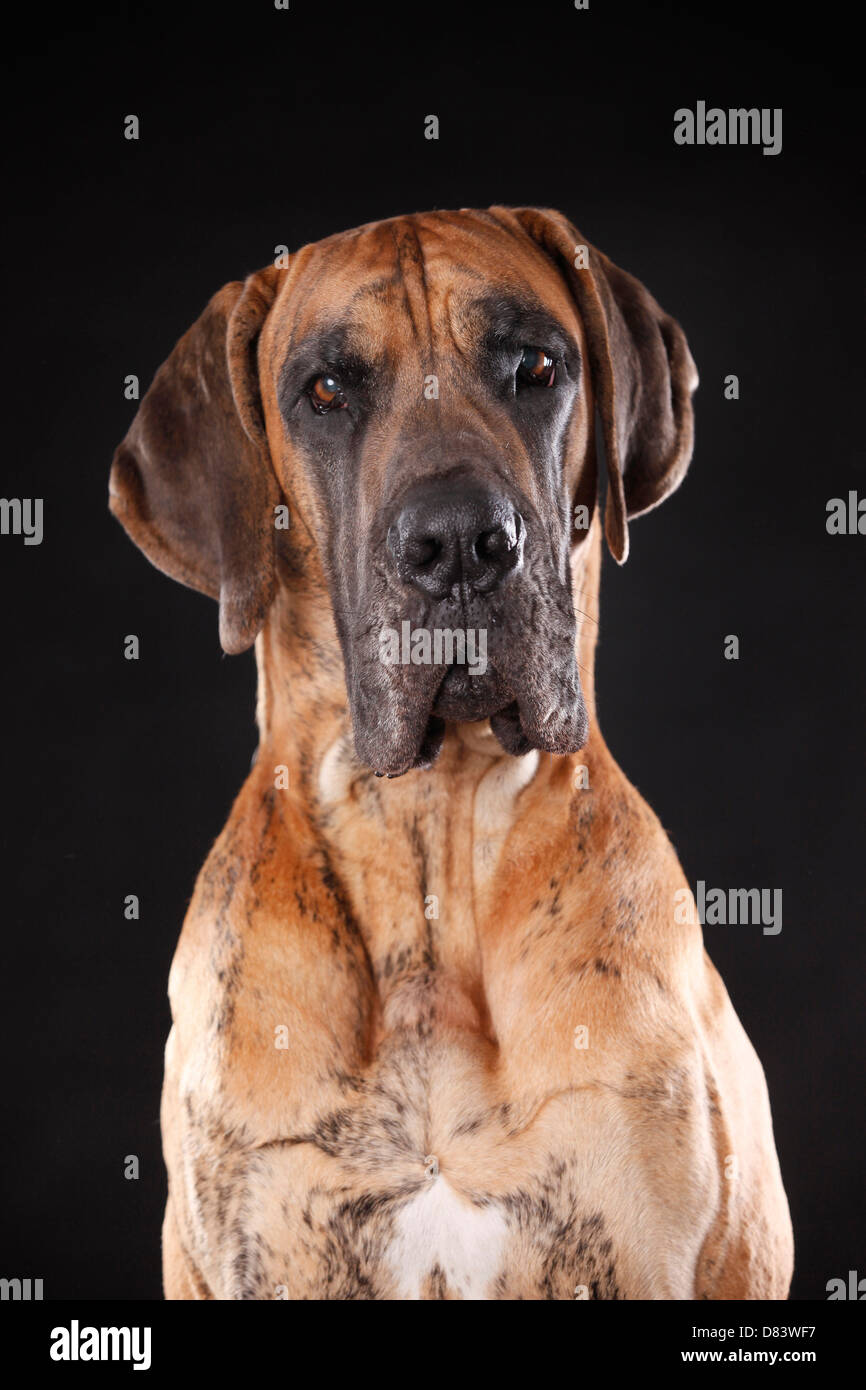 Great Dane Portrait Stock Photo - Alamy
