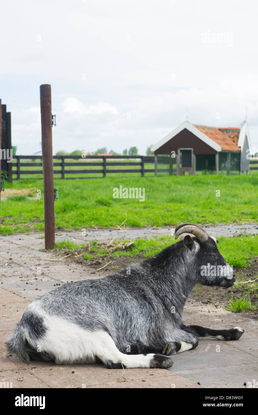 Resting goat at Dutch farm Stock Photo - Alamy