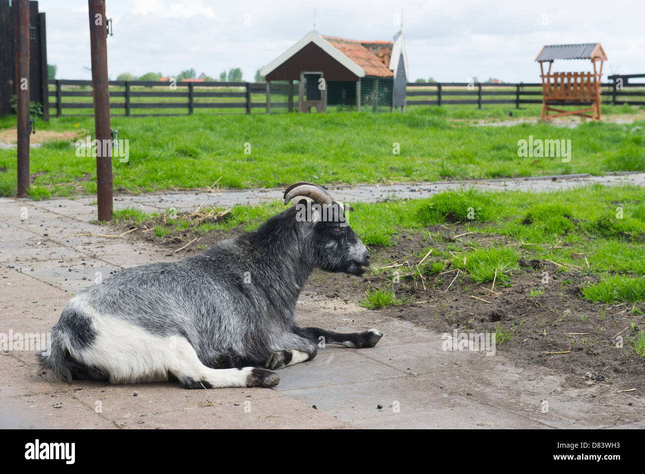 Resting goat at Dutch farm Stock Photo - Alamy