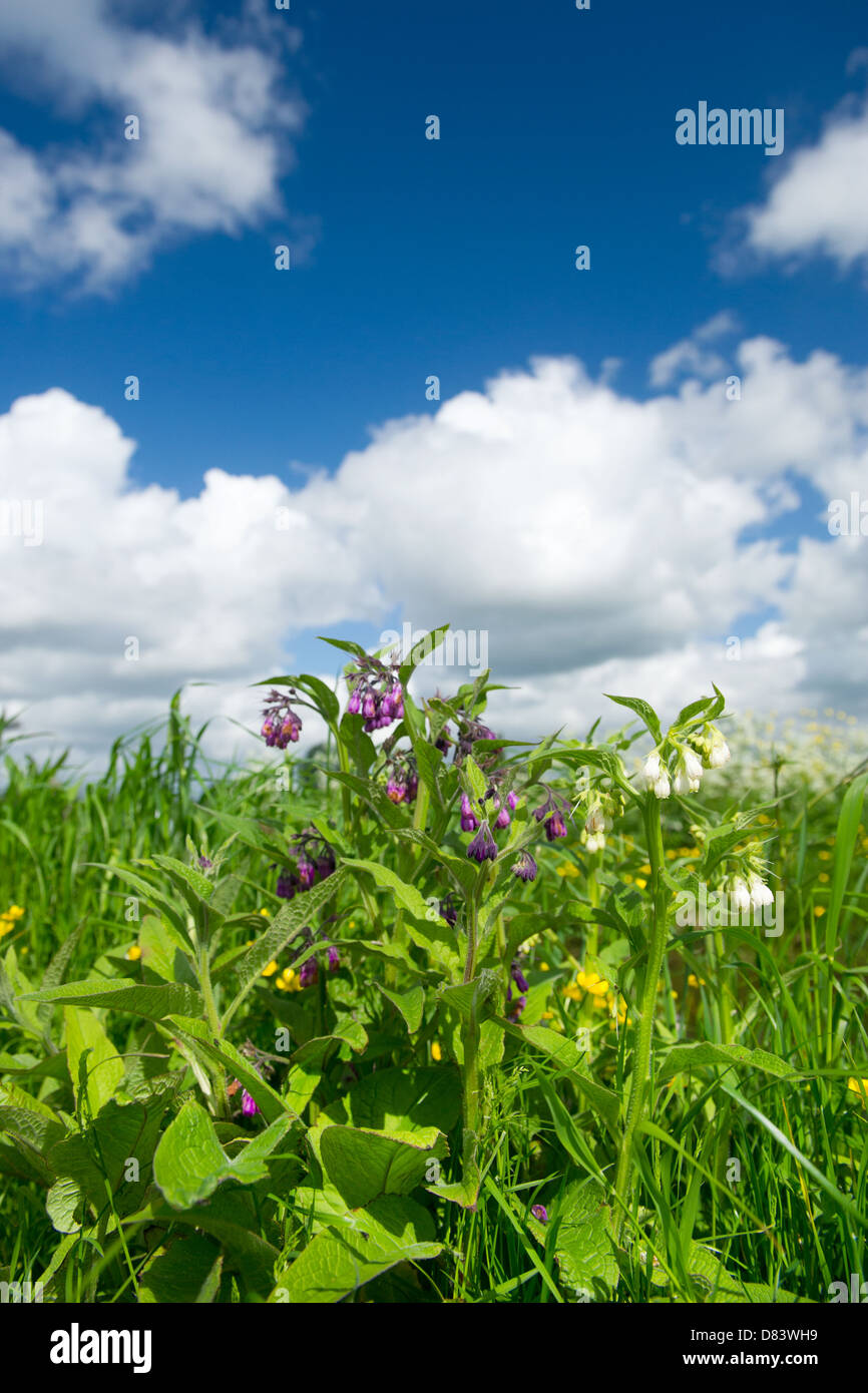 White and purple Comfrey in nature environment Stock Photo - Alamy