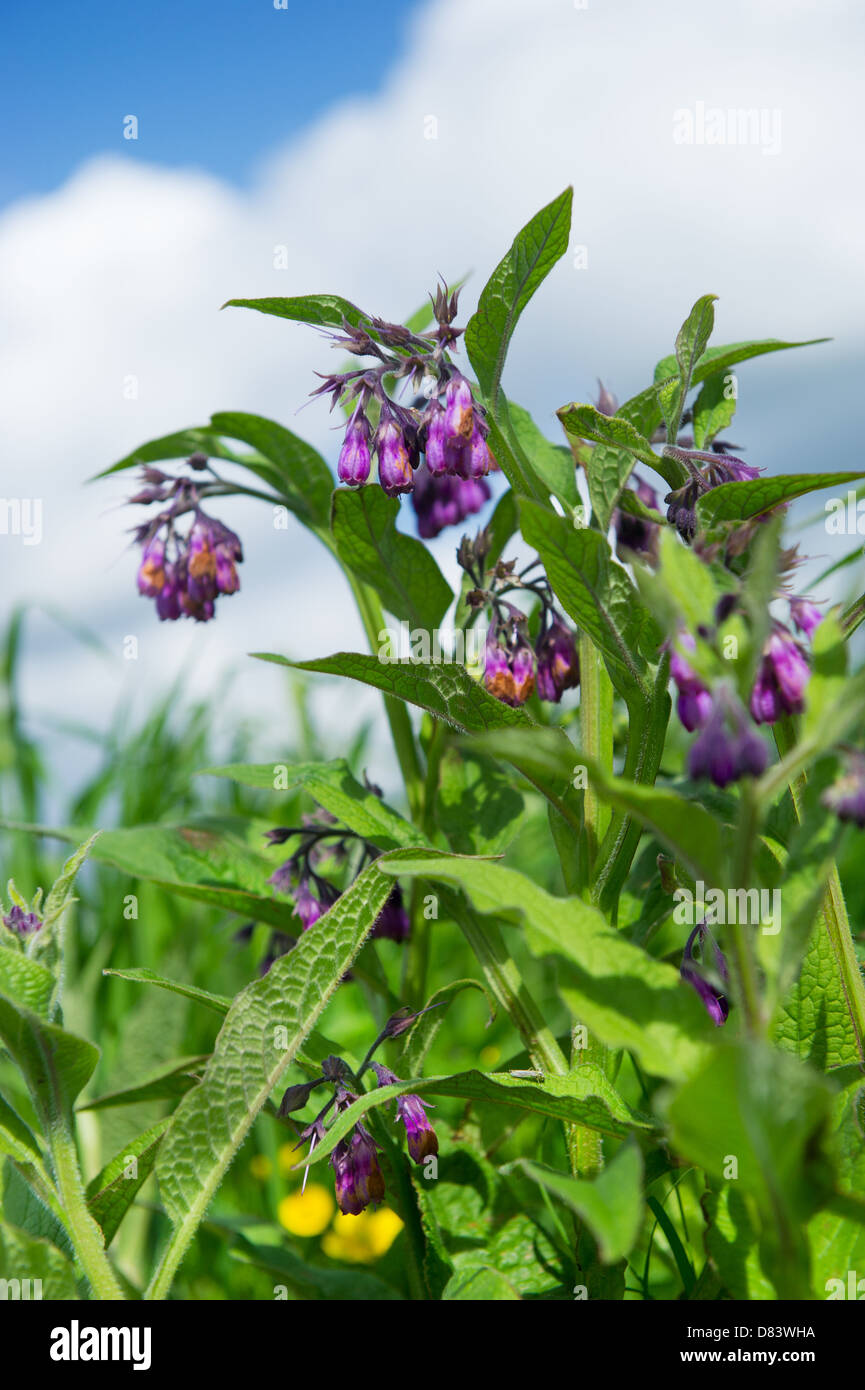Purple Comfrey in nature environment Stock Photo - Alamy