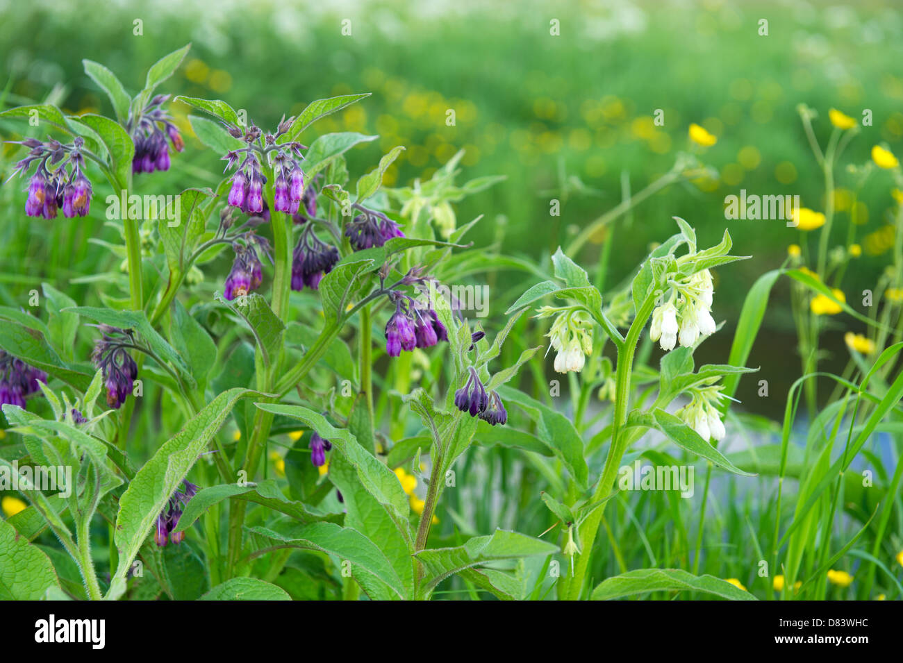 Purple Comfrey in nature environment Stock Photo - Alamy