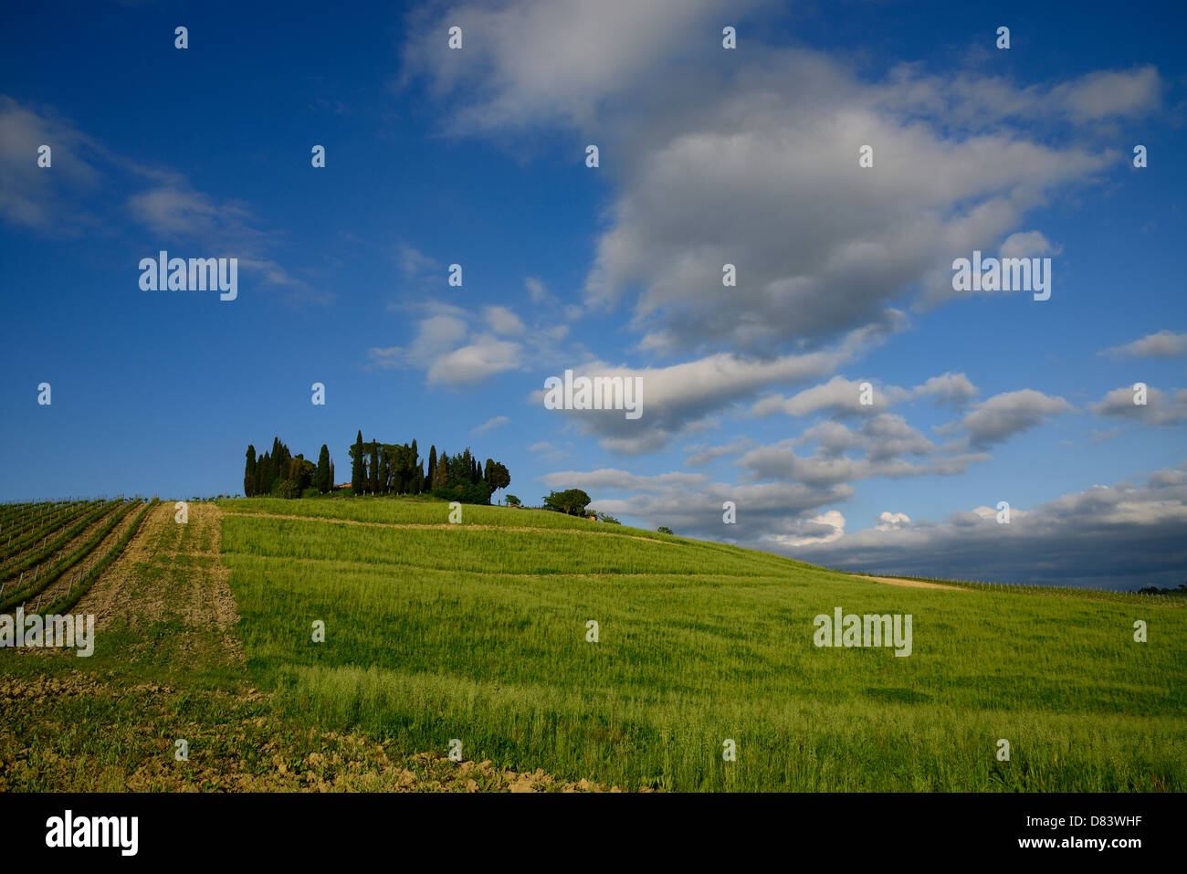 Meadows Colors of Tuscan Spring, Italy Stock Photo - Alamy