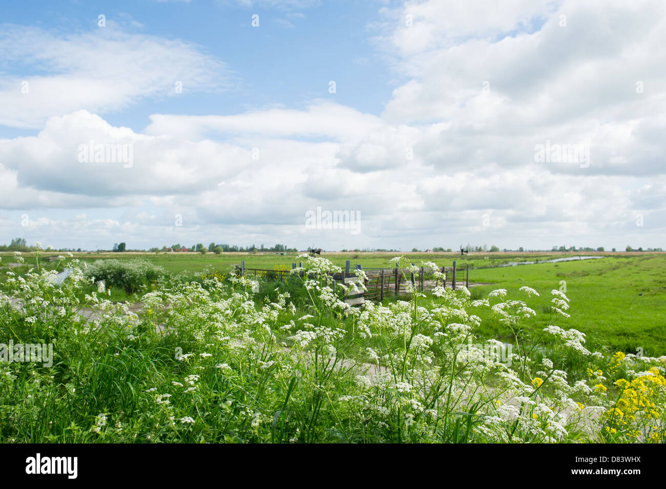 Cow parsley in front of Dutch landscape with meadows Stock Photo - Alamy
