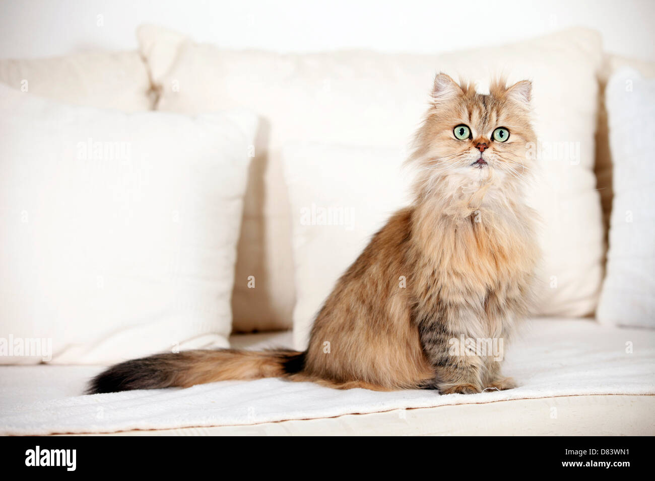 Golden persians cat hi-res stock photography and images - Alamy