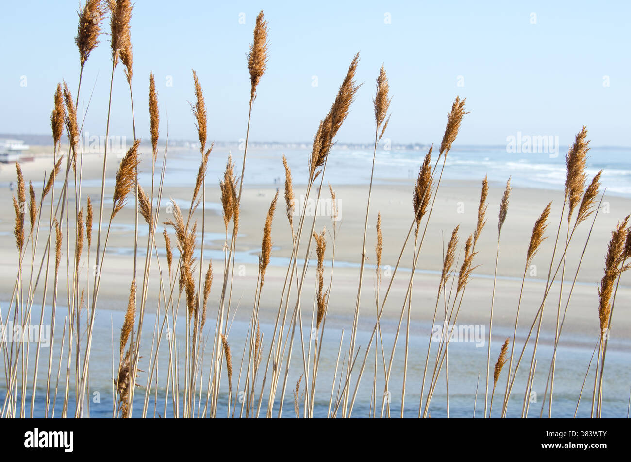 Golden beach grasses in front of a panoramic view of the broad beach at ...