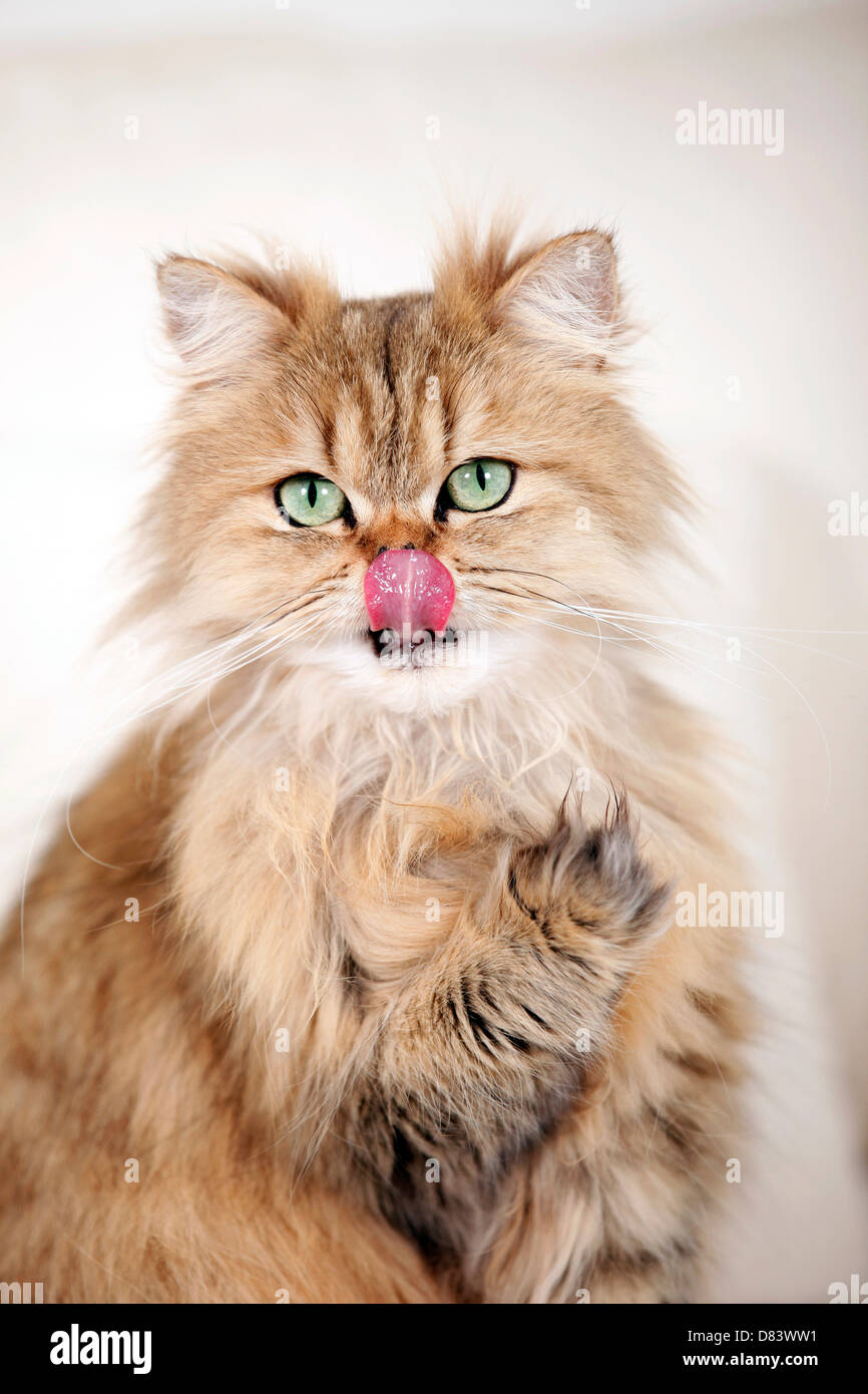 Golden Persians Cat High Resolution Stock Photography and Images - Alamy