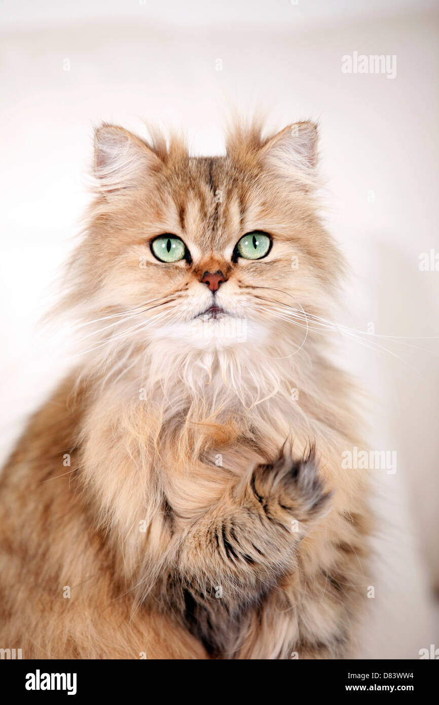 Golden Persians Cat High Resolution Stock Photography and Images - Alamy