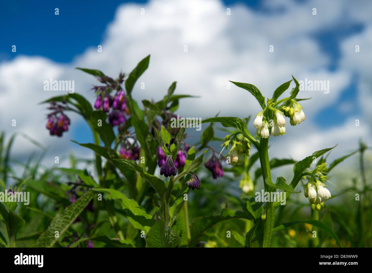 Wild comfrey hi-res stock photography and images - Alamy