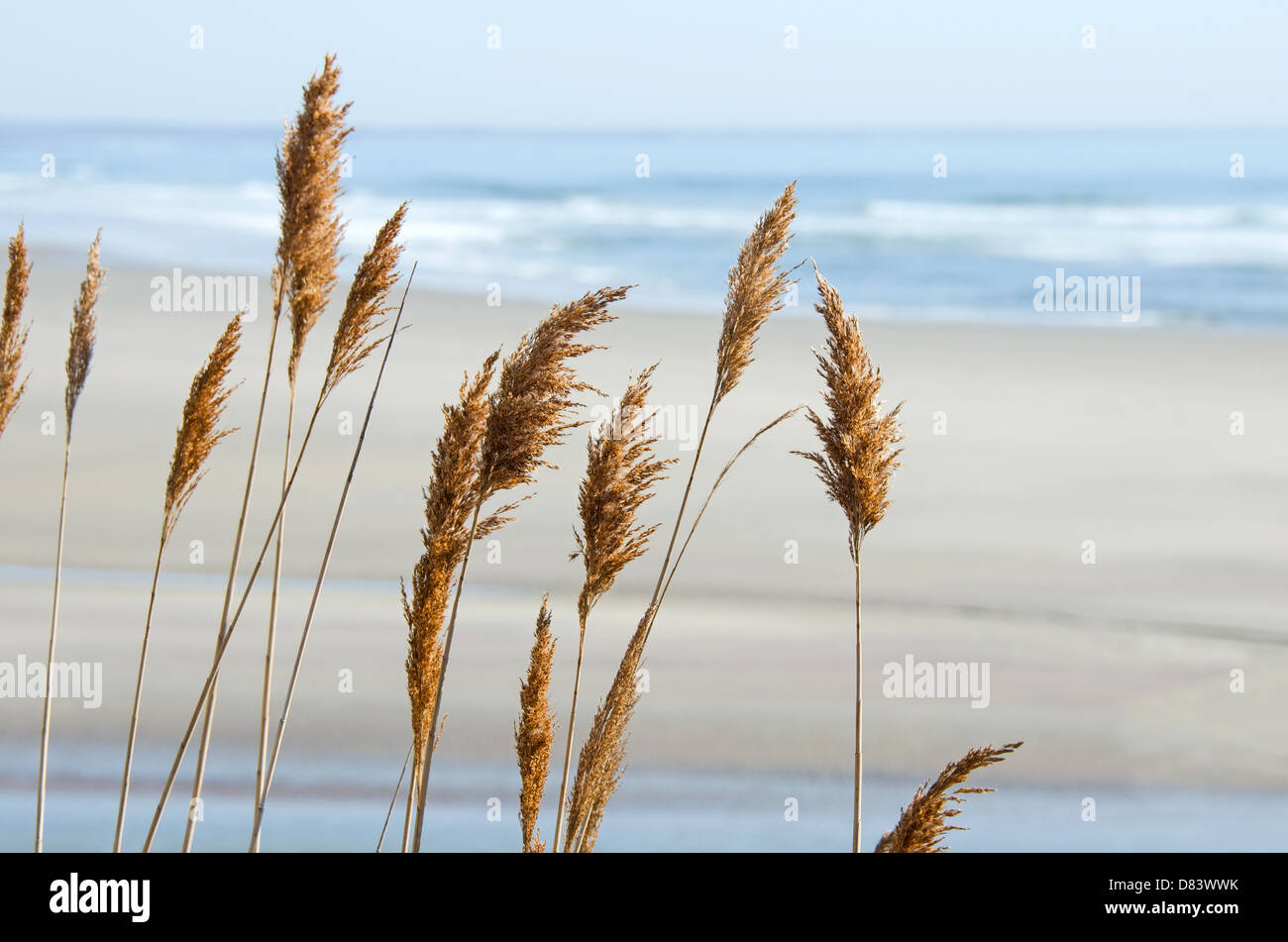 Grasses and beach hi-res stock photography and images - Alamy
