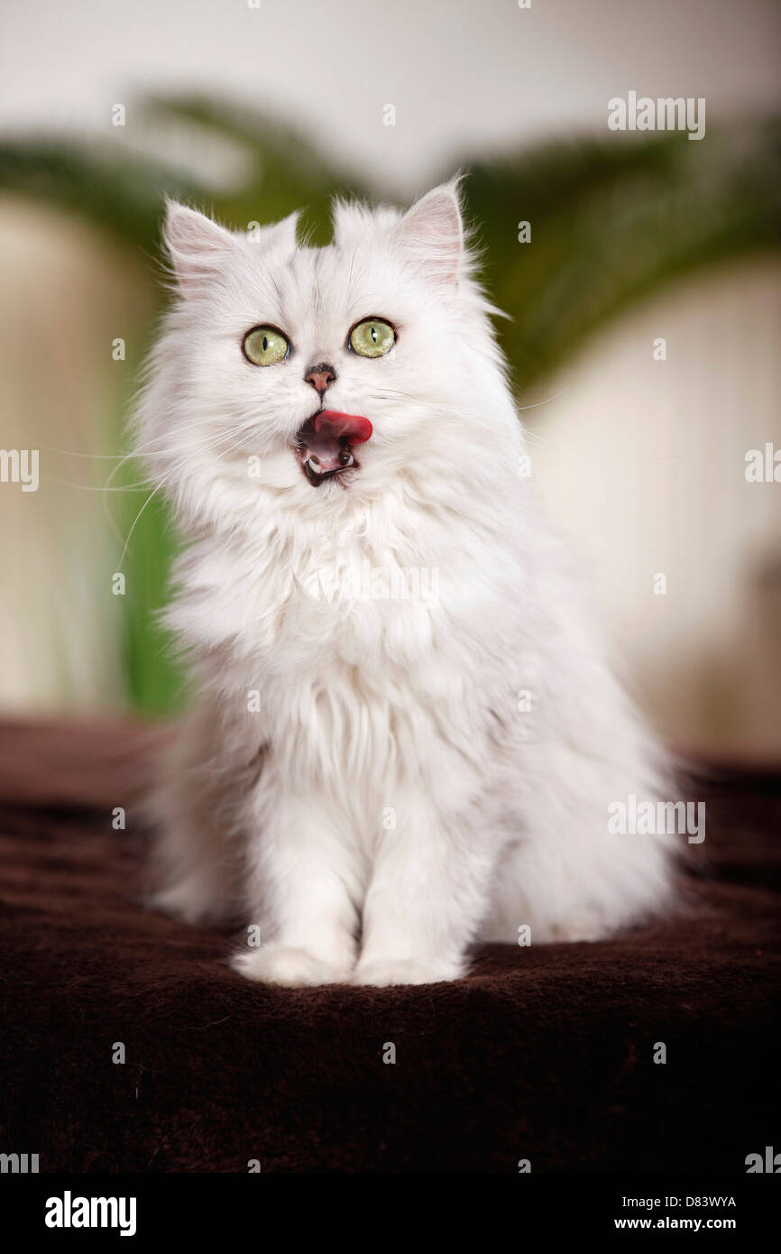 Silver tabby persian hi-res stock photography and images - Alamy