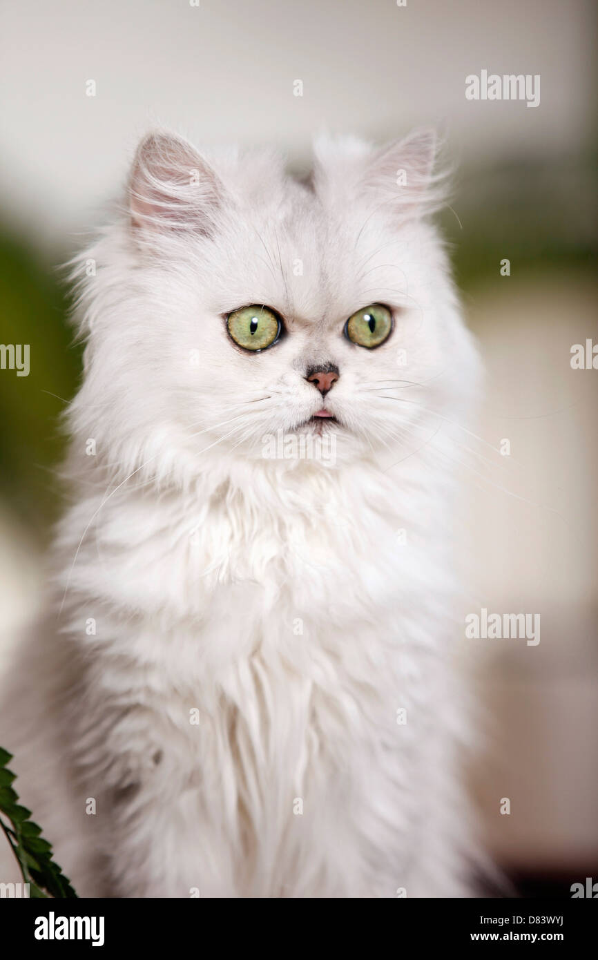 Silver tabby persian hi-res stock photography and images - Alamy