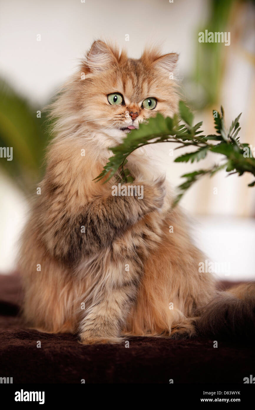 Golden persians cat hi-res stock photography and images - Alamy