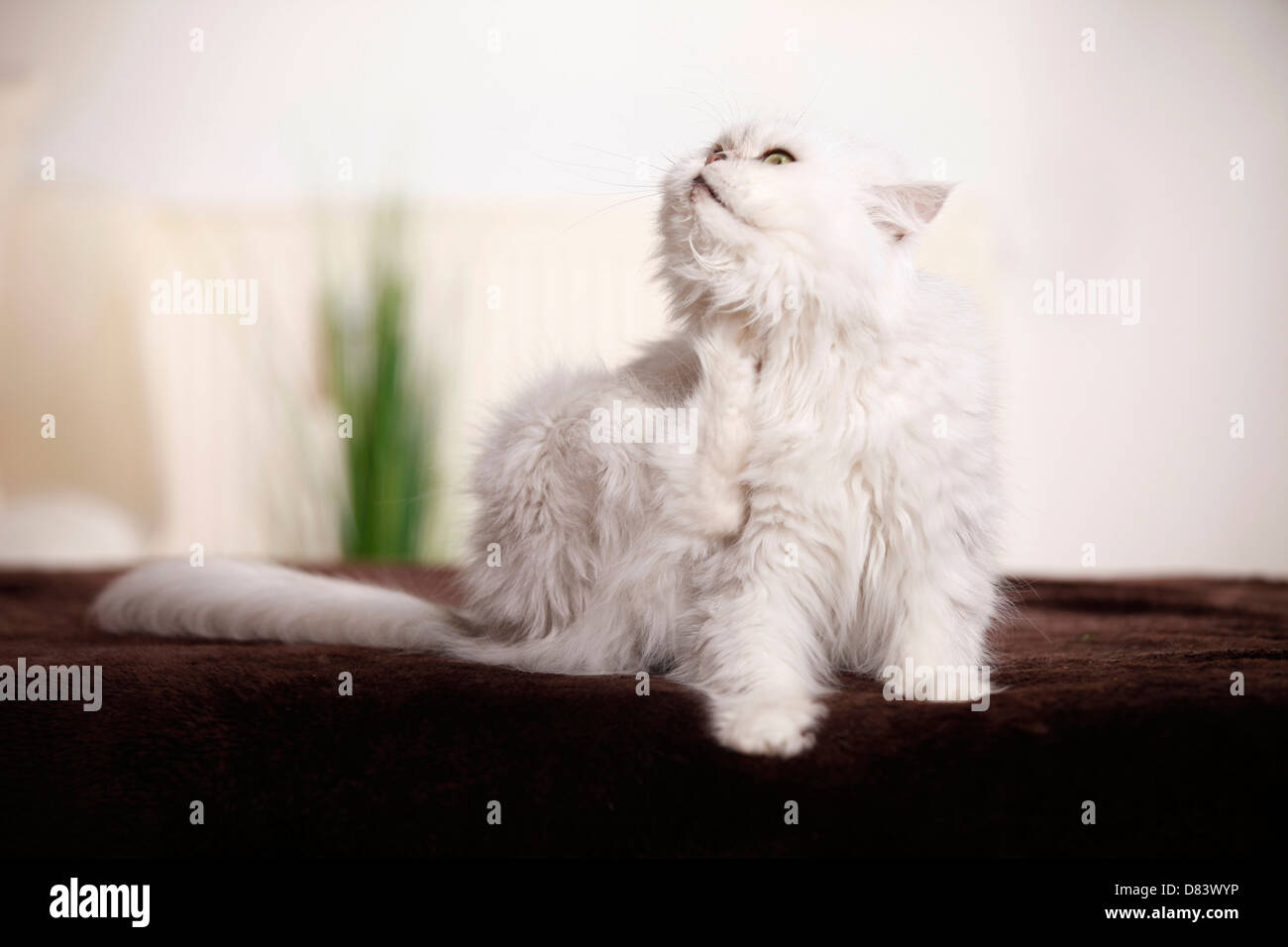 Cats scratch hi-res stock photography and images - Alamy