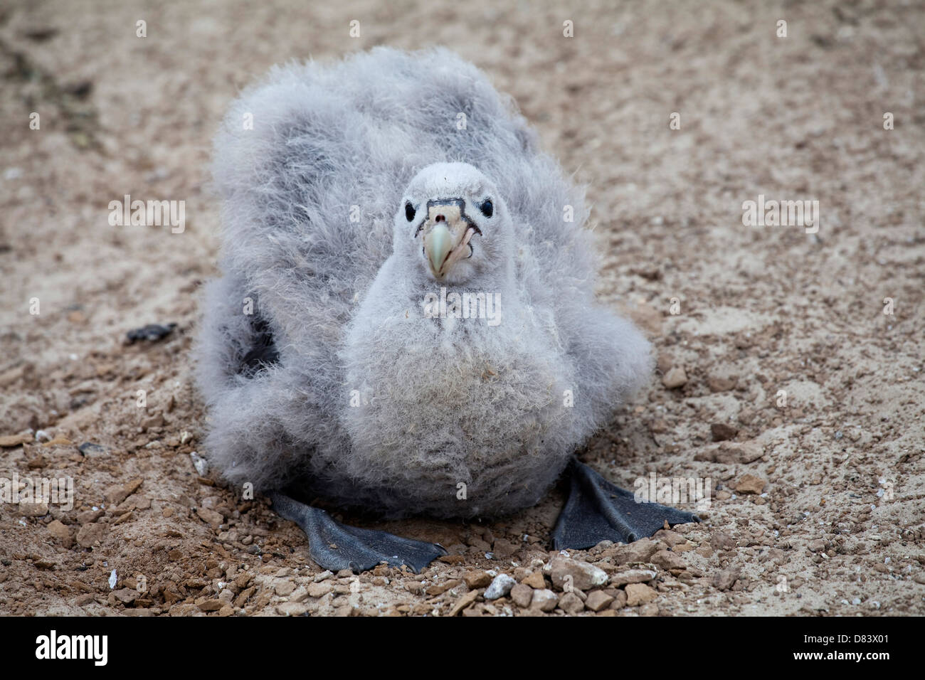 Antarctic petrel nest hi-res stock photography and images - Alamy