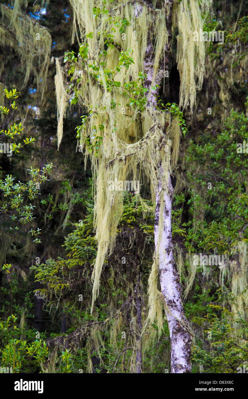 Tree full of usnea at Shudu Lake of Pudacuo National Park at Shangri-la ...