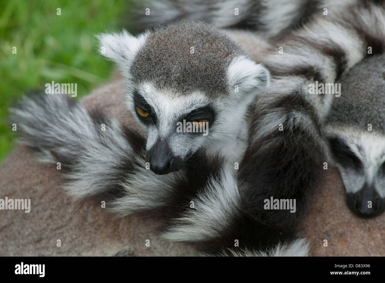 Close up portrait of a Ring-tailed lemur Lemur catta in a huddle ...
