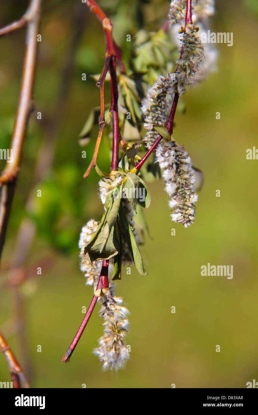 View of Shudu Lake and Bitahai lake at Shangri-la, Yunnan China Stock ...