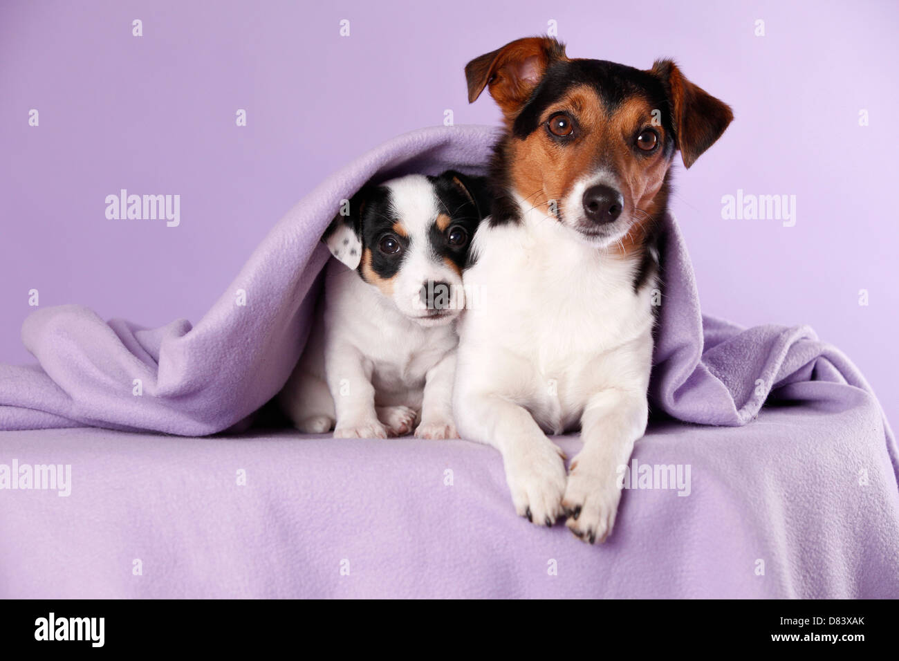 Jack Russell Terrier Stock Photo - Alamy