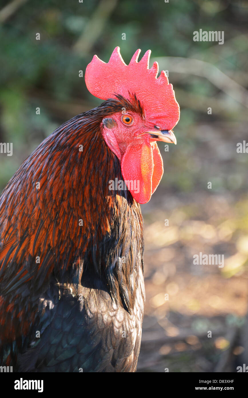 Black cockerel hi-res stock photography and images - Alamy