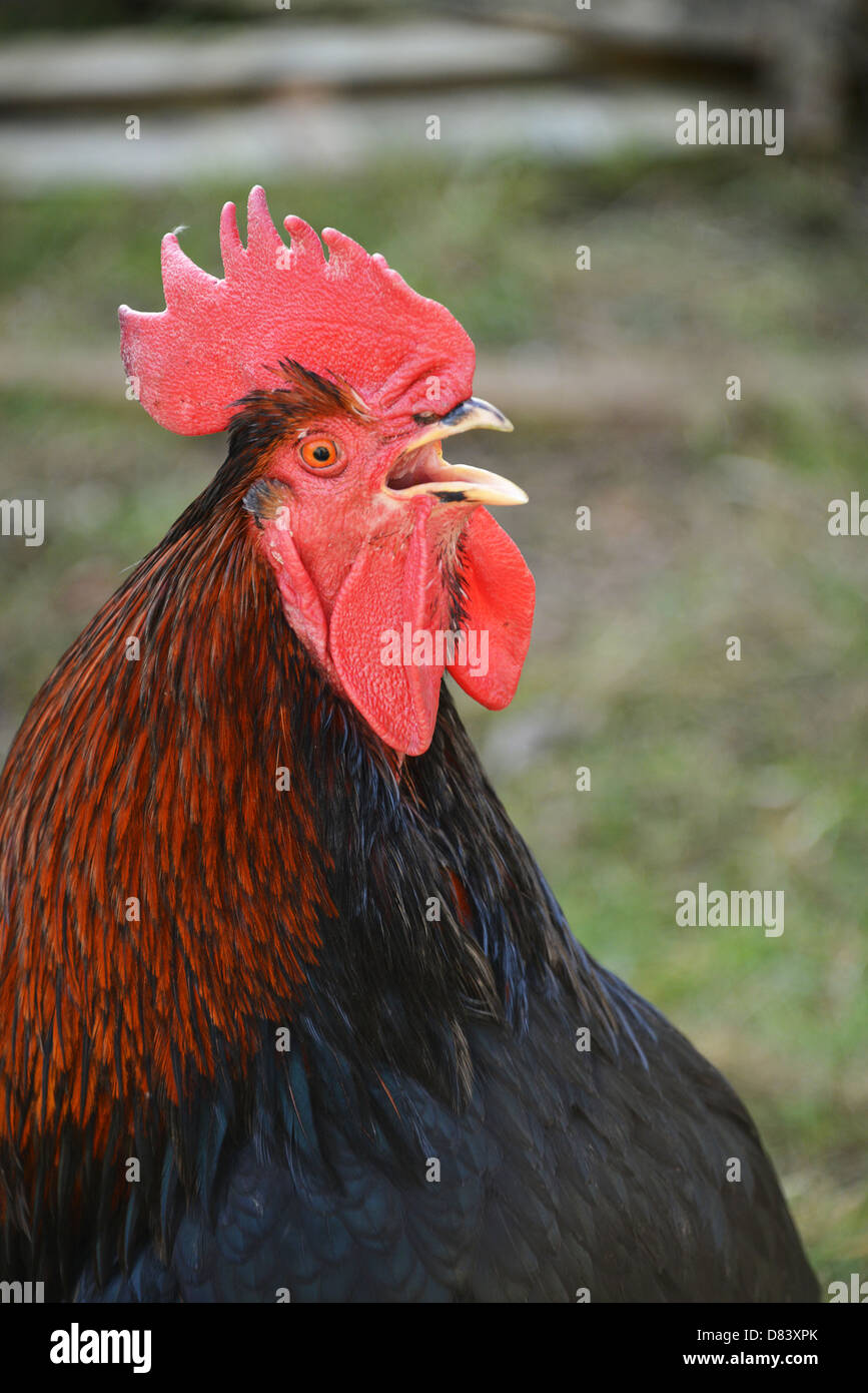 Black maran cockerel head and neck crowing Stock Photo - Alamy