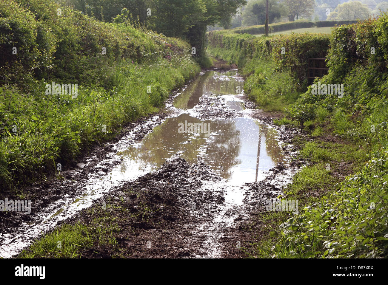 Big puddles in muddy rural lane in Winscombe Somerset, England, UK, May ...