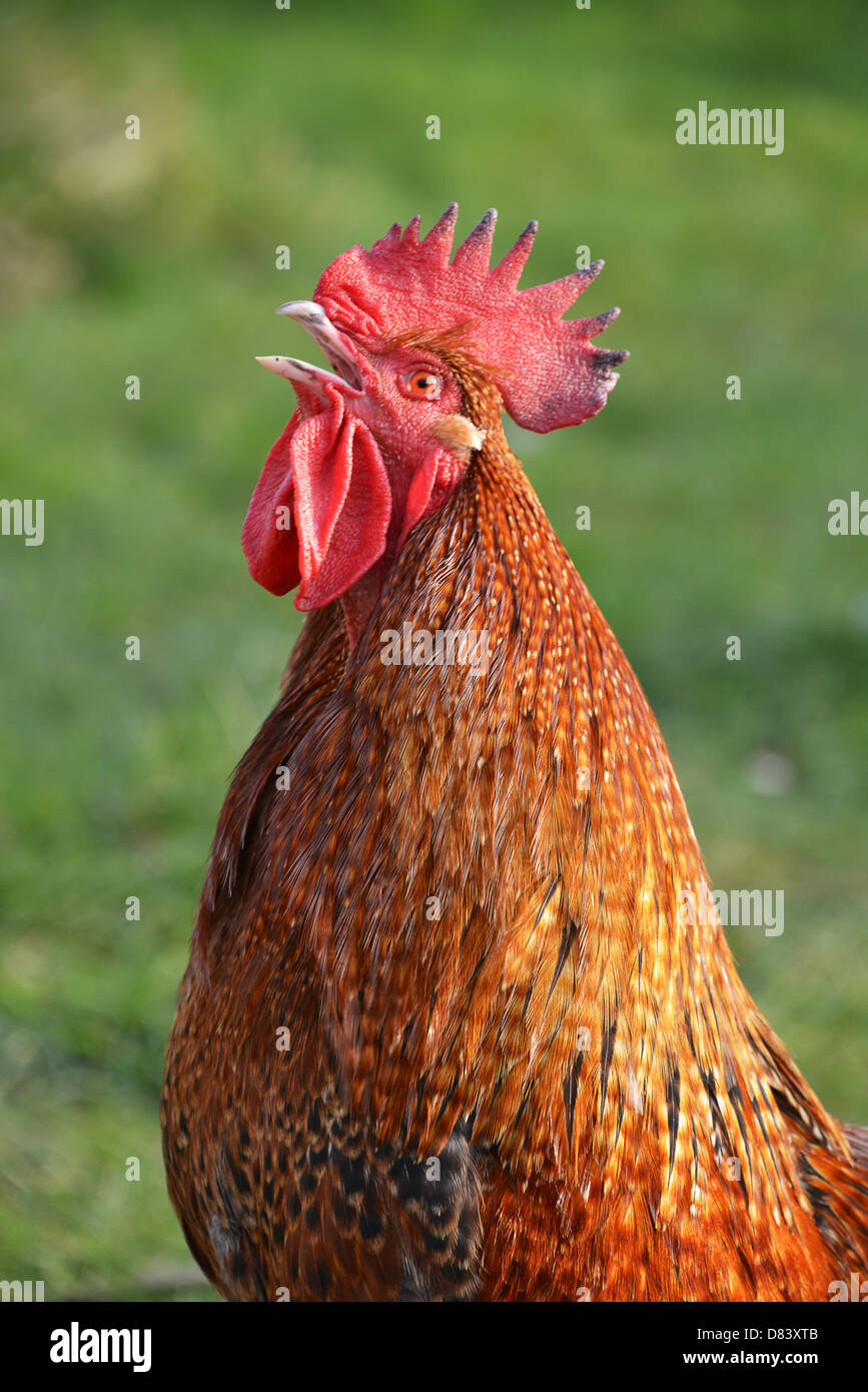 Ginger maran cockerel head and neck crowing Stock Photo - Alamy