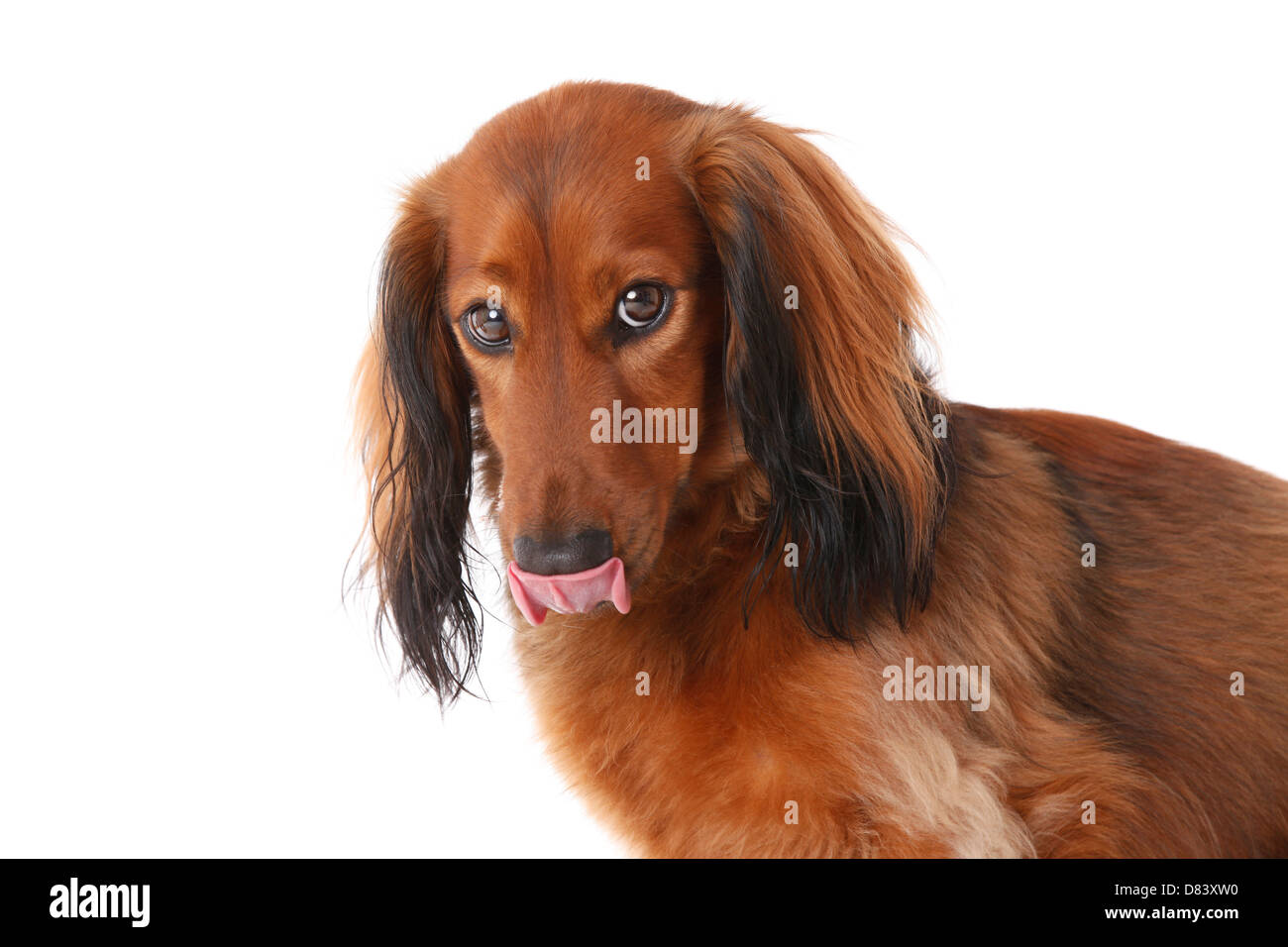 Dachshund side eye hi-res stock photography and images - Alamy