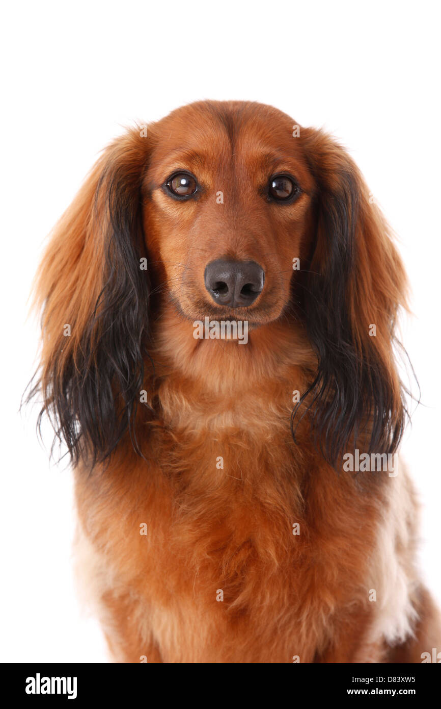 Smooth haired dachshund dog hi-res stock photography and images - Alamy