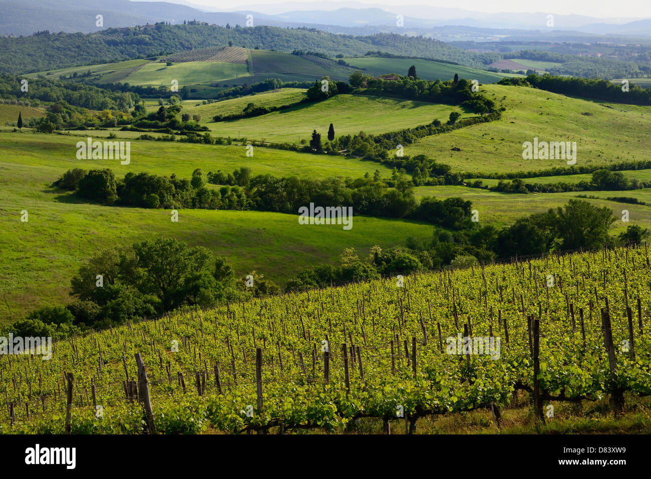Chianti vineyard landscape in Tuscany, Italy Stock Photo - Alamy