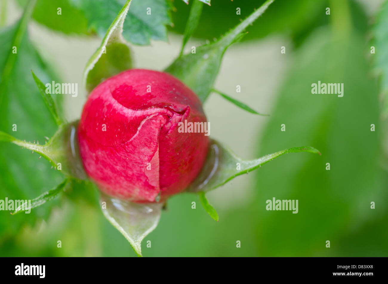 Closed Bud Red Rose Flower High Resolution Stock Photography and Images ...